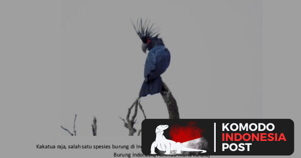 Jumlah Spesies Burung di Indonesia Terus Bertambah - Komodo Indonesia ... Jumlah Spesies Burung di Indonesia Terus Bertambah - Komodo Indonesia ...